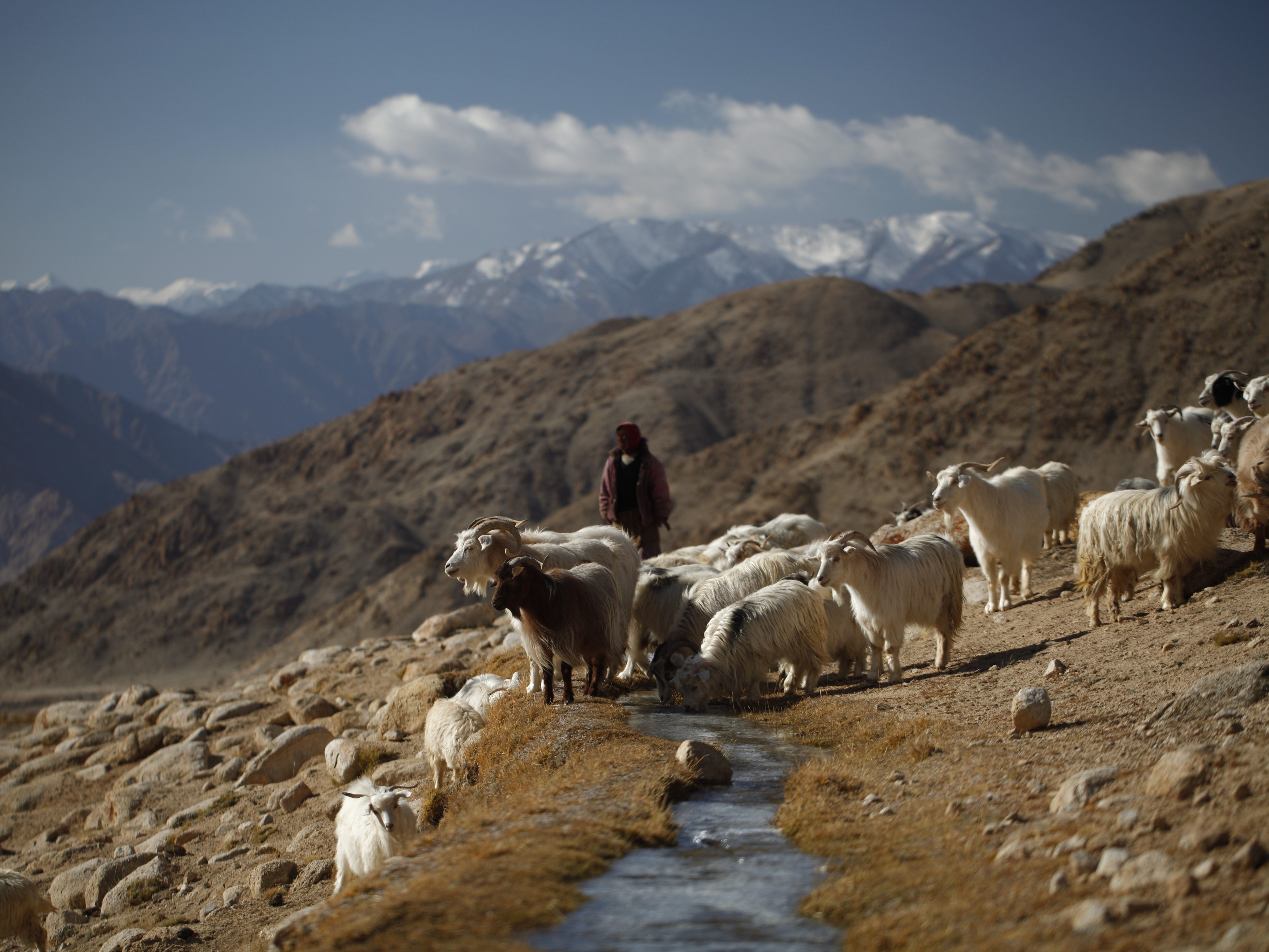 Pashmina: A Legacy Untold – Pashma.com